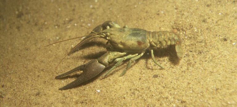 Carp Fishing Bite Alarms | Carp Smart